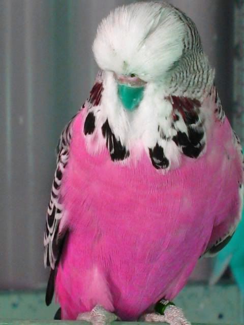 Pink Budgie Budgie News Facts Budgie Community Forums